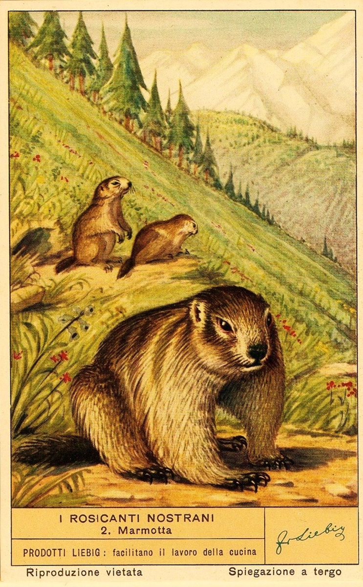 The Voice Of ODD!: Beef With Cards