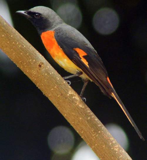 Small minivet | Birds of India | Bird World