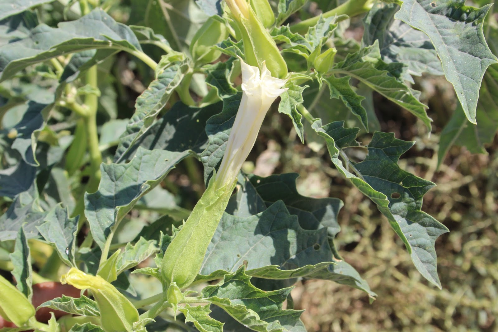 Biodiversity of Cyprus by NGO Protection of the Natural Heritage and ...