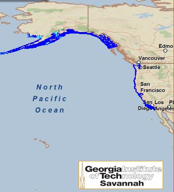 The Redwood Guardian: The Cloud versus the Gray Whale
