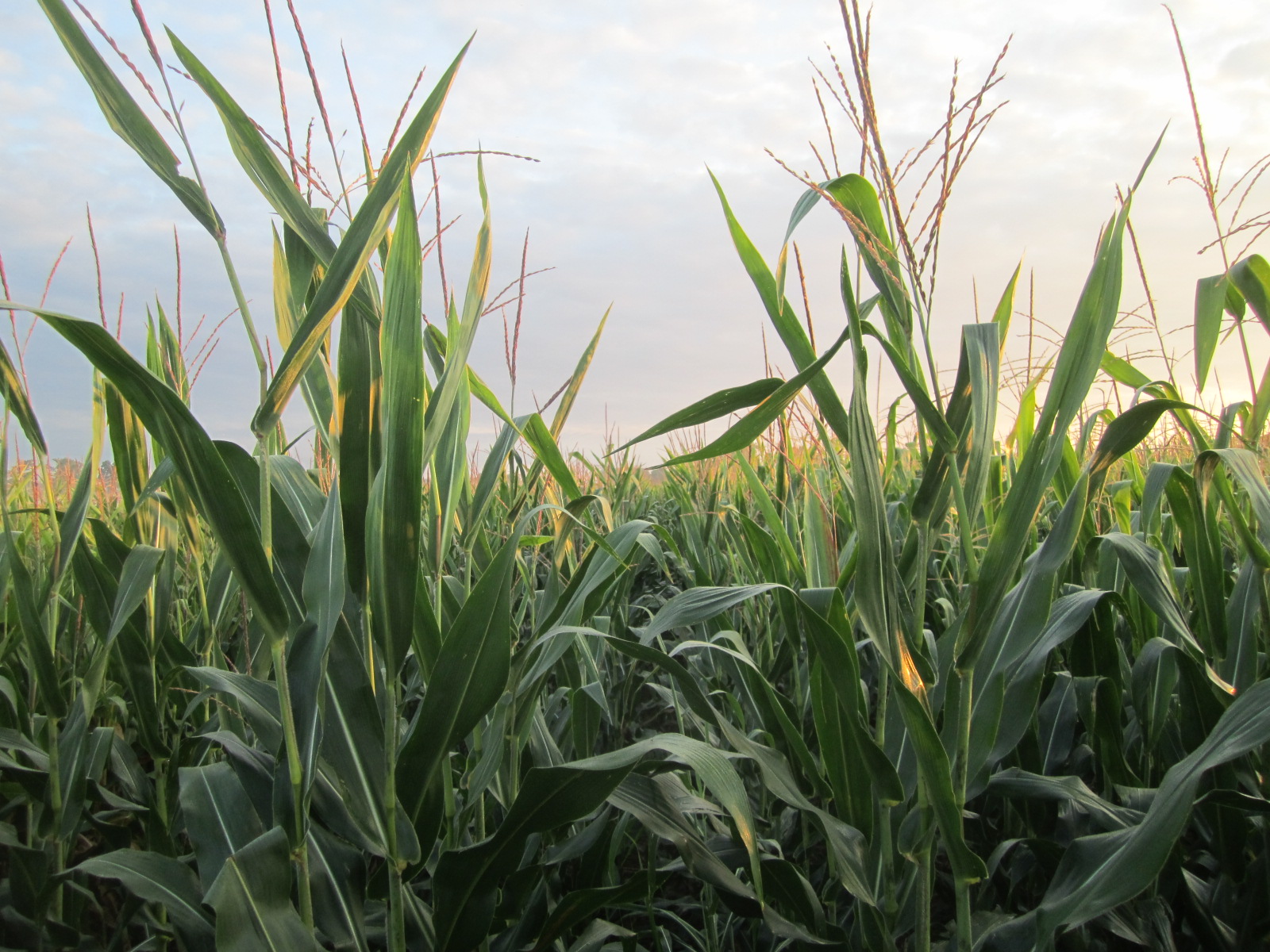 Grain Crops Update: 2015 Corn Silage Hybrid Report Available