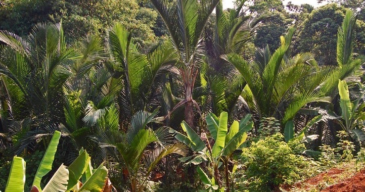 Rumbia ~ Kreatifitas Penghijauan