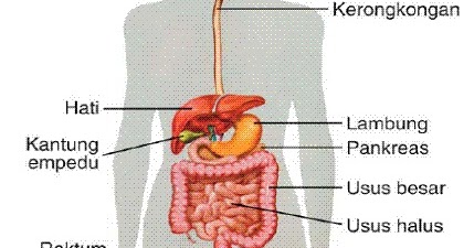 Macam-Macam Dan Fungsi Enzim Pada Sistem Pencernaan