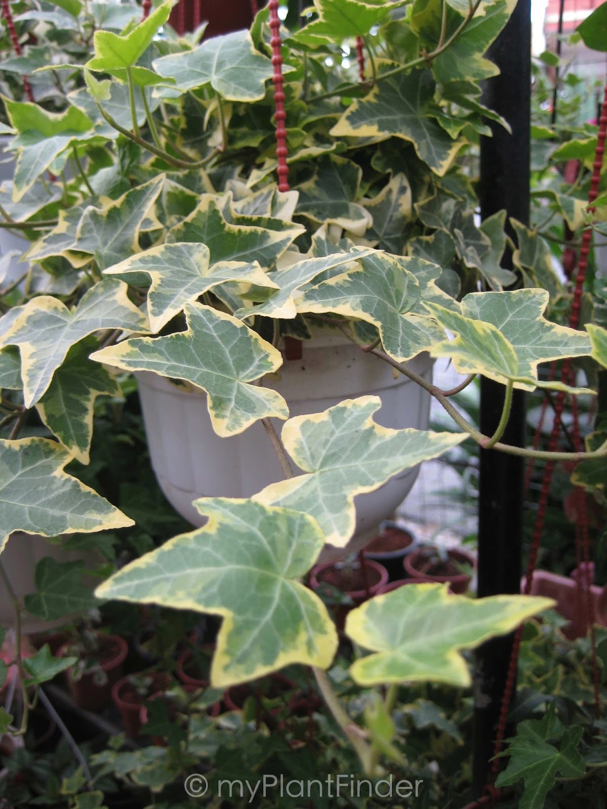 MY PLANT FINDER | Plant Guide: Hedera helix cv.
