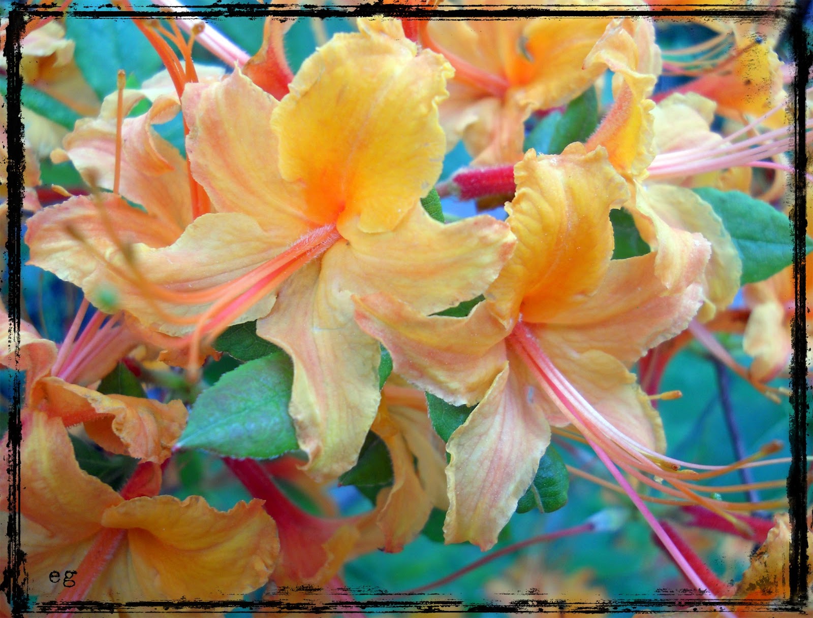 the last door down the hall: Digital Photograph - Mountain or Wild Azalea