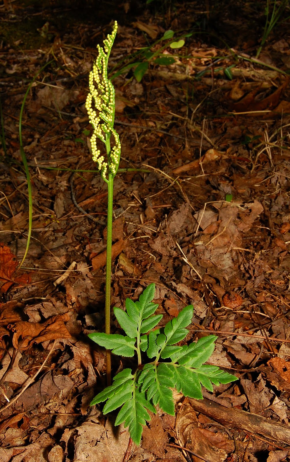 Get Your Botany On!: A Few Indiana Ferns, Part 3