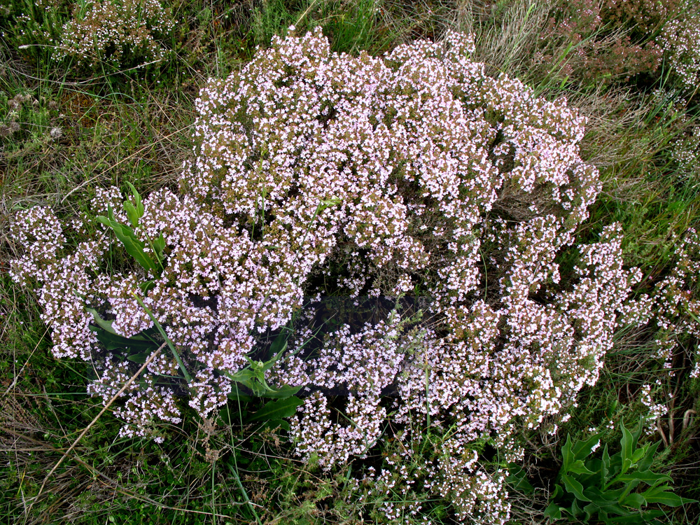 Flora medicinal, alimenticia y artesanal de la Ribera Navarra: Thymus ...