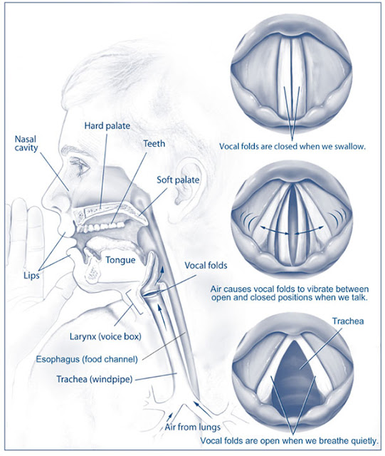 The Vocal Mechanism, Part I
