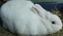 Konijnenhouden.nl - Konijnenrassen | Opvoeding | Verzorging: Konijnenrassen