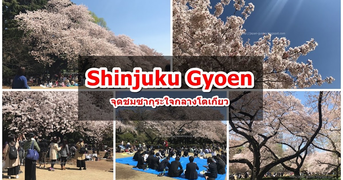 รีวิวจุดชมซากุระโตเกียวที่สวนชินจูกุเงียวเอน Shinjuku Gyoen