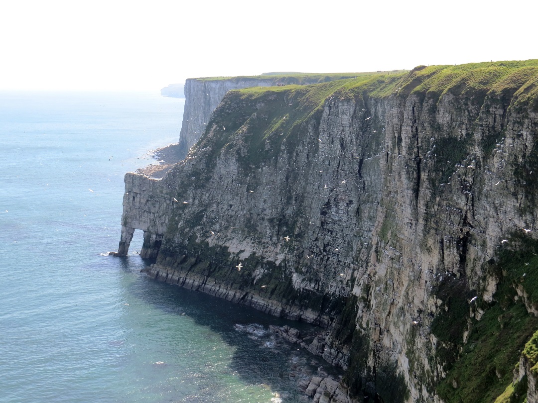 Dannysbirds: Bempton Cliffs