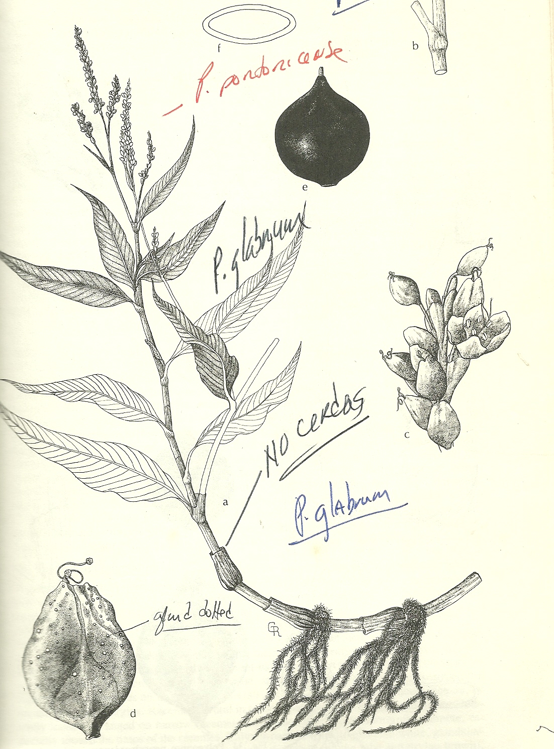 PLANT FAMILIES OF PUERTO RICO AND FLORIDA PAPO VIVES: POLYGONÁCEAE NUM ...