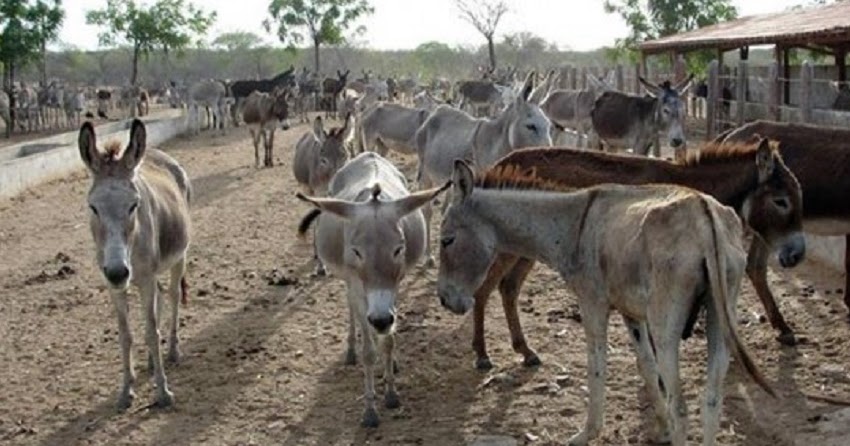 Pesquisadores estudam o uso do leite de jumenta para recuperação de ...
