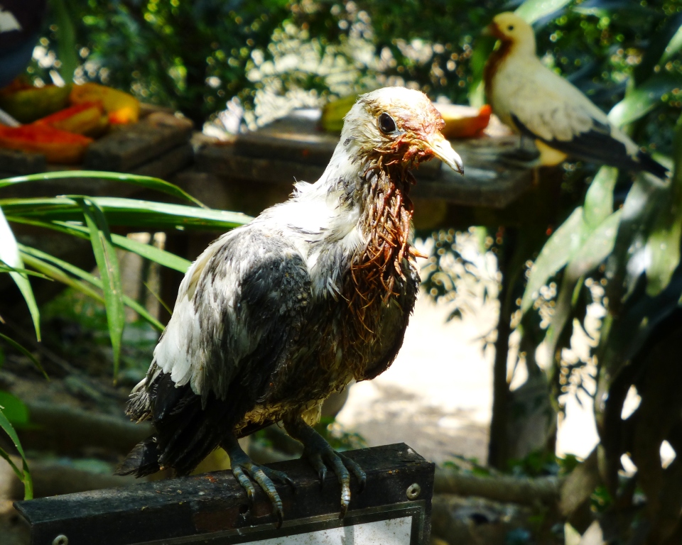 Travels of a Danventurer as a Young Man: Kuala Lumpur Bird Park