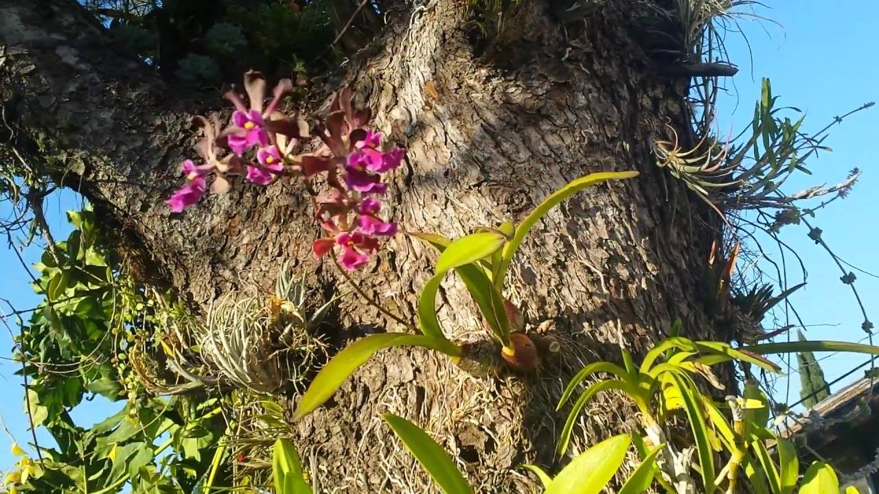 Encyclia cordigera care and culture | Travaldo's blog