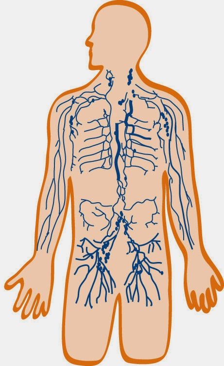 The one About: Sistemul limfatic functioneaza mai bine daca luati TOTAL ...