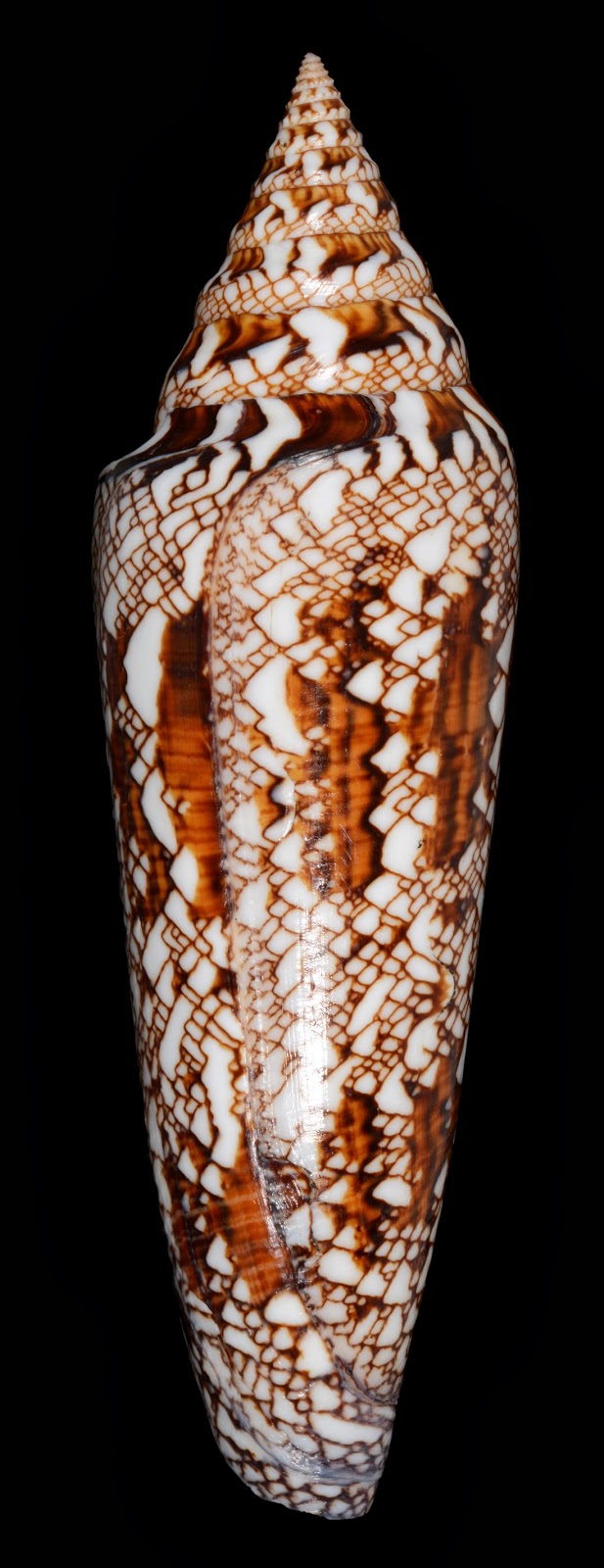 Dr. Lee's Gallery Museum: Conus bengalensis 123.2mm (Long and dark) 孟加拉芋螺