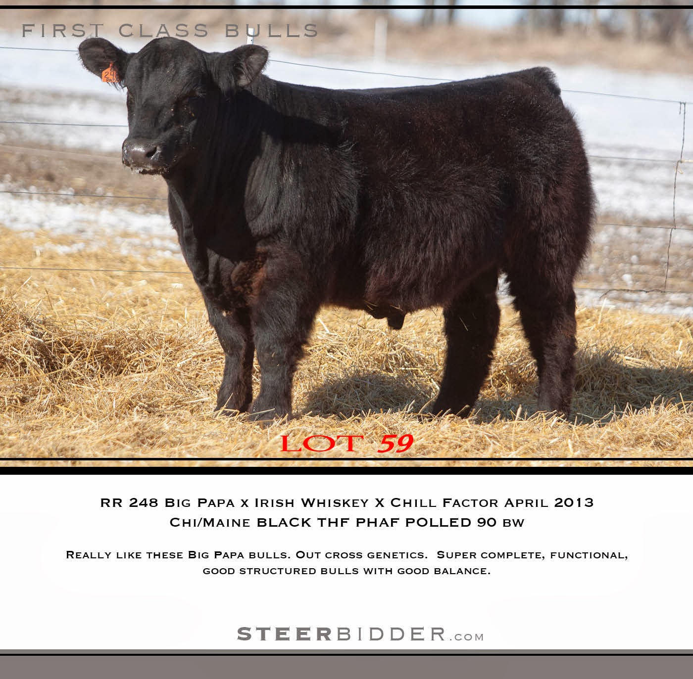 RCC Blog: March 11th - First Class Bull Sale