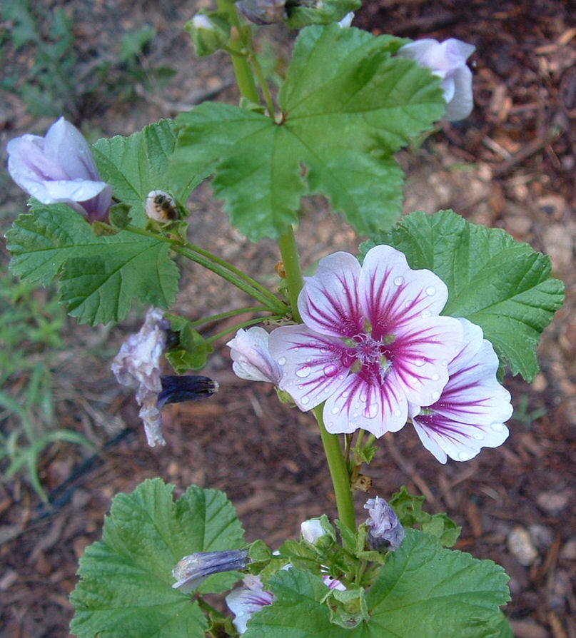 Blue Starr Gallery: My Garden is Growing