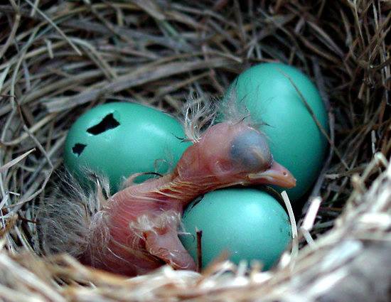 Beauties of the World: New born baby bird.
