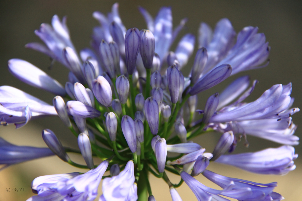 Crinul african/Crinul albastru