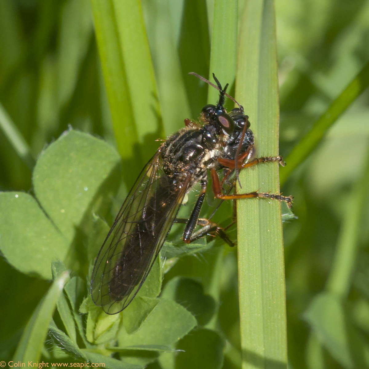 Postcards from Sussex: Adonis Blues, Damselflies and a Small Dusty Wave