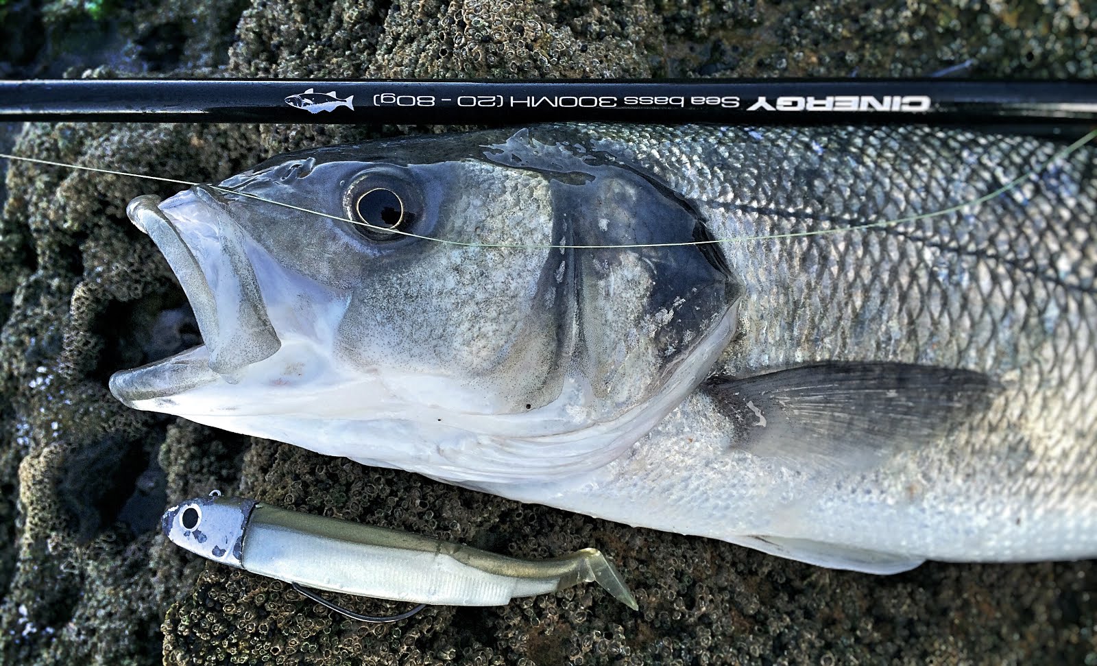 LABRAX HUNTER: ROBALO COM VINIL (com video)