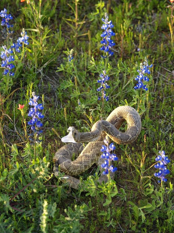 Chasing Roots: The Dangers of Spring