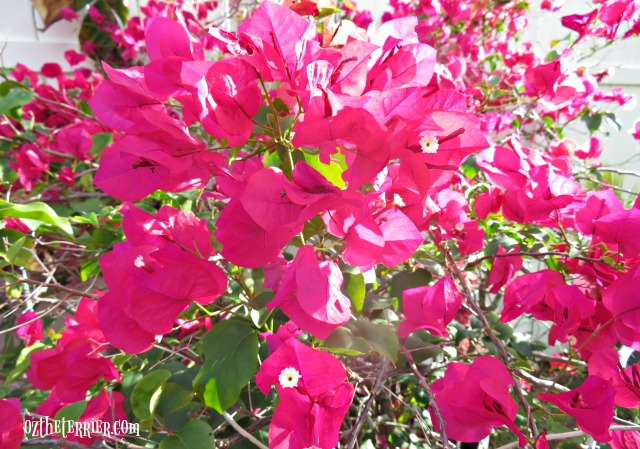 South Florida Flowers for Dory | Oz the Terrier - Lifestyle Dog Blog