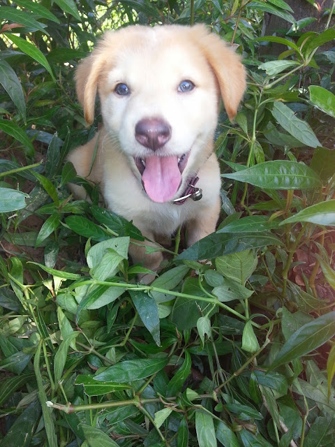 Anak anjing yang comel | VANDER GOOD