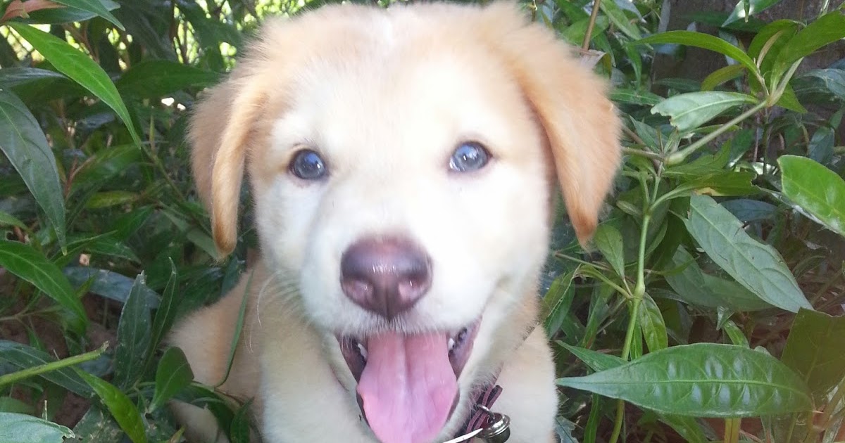 Anak anjing yang comel | VANDER GOOD