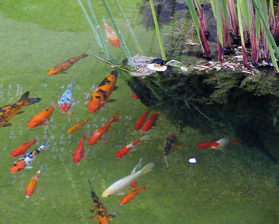 Oasis Aquarium: Poisson rouge