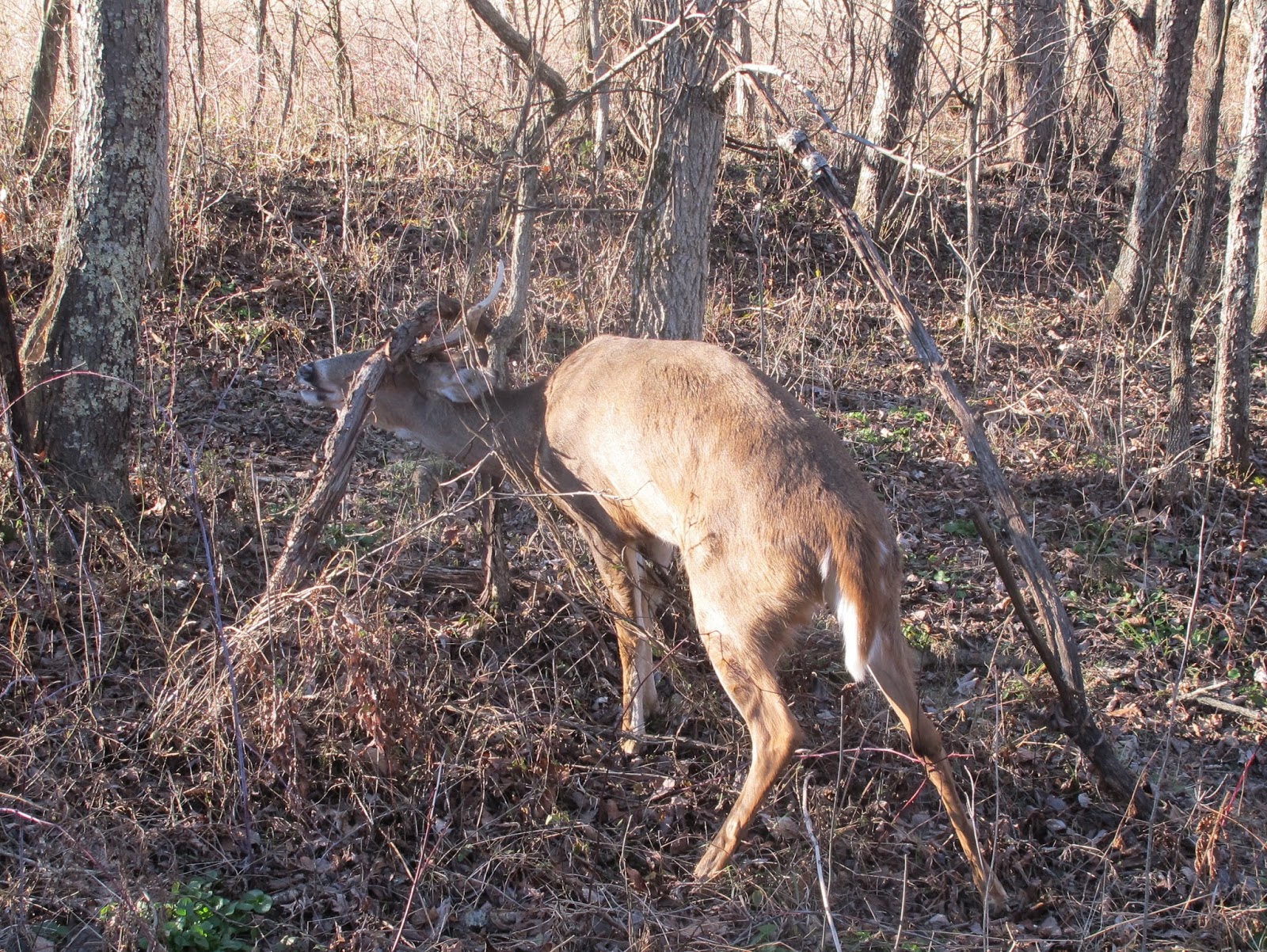 Blue Jay Barrens: Sick Deer