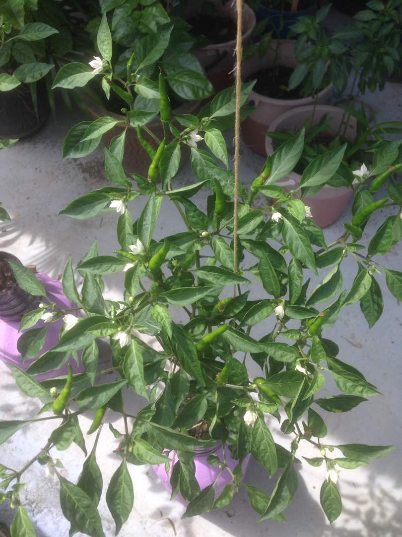 Jom Tanam Sayur ( JTS ) : Cili Api Akar dan Bara HidroponikJom Tanam ...