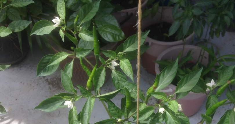 Jom Tanam Sayur ( JTS ) : Cili Api Akar dan Bara HidroponikJom Tanam ...