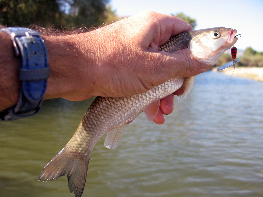 Una vita per la pesca: 7 ottobre 2011 - Fiume Basento a Calciano