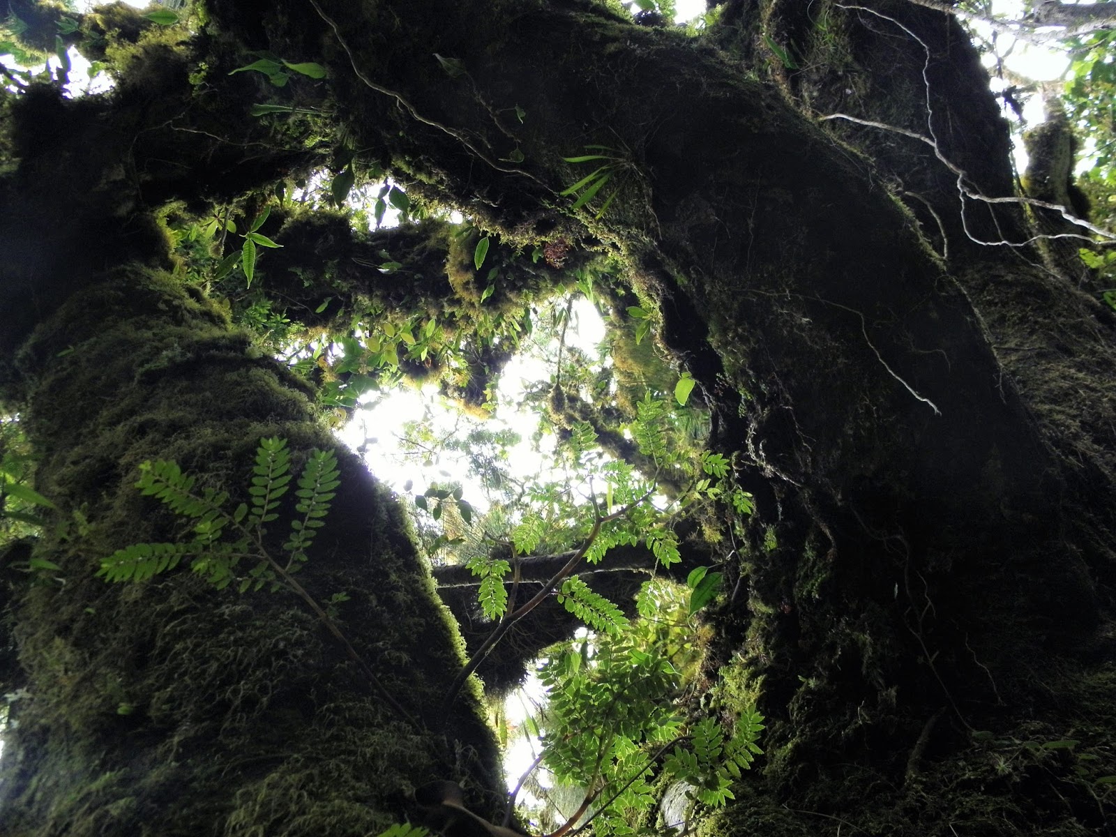 Hiking The Monkey Trails Of Mt. Tabayoc In Kabayan, Benguet