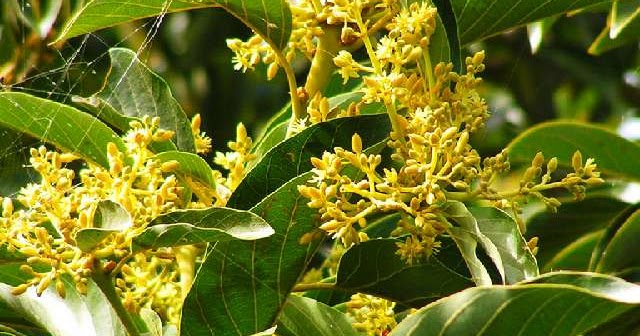18 Bunga Makanan Lebah Madu Yang Paling Disukai - saung petani