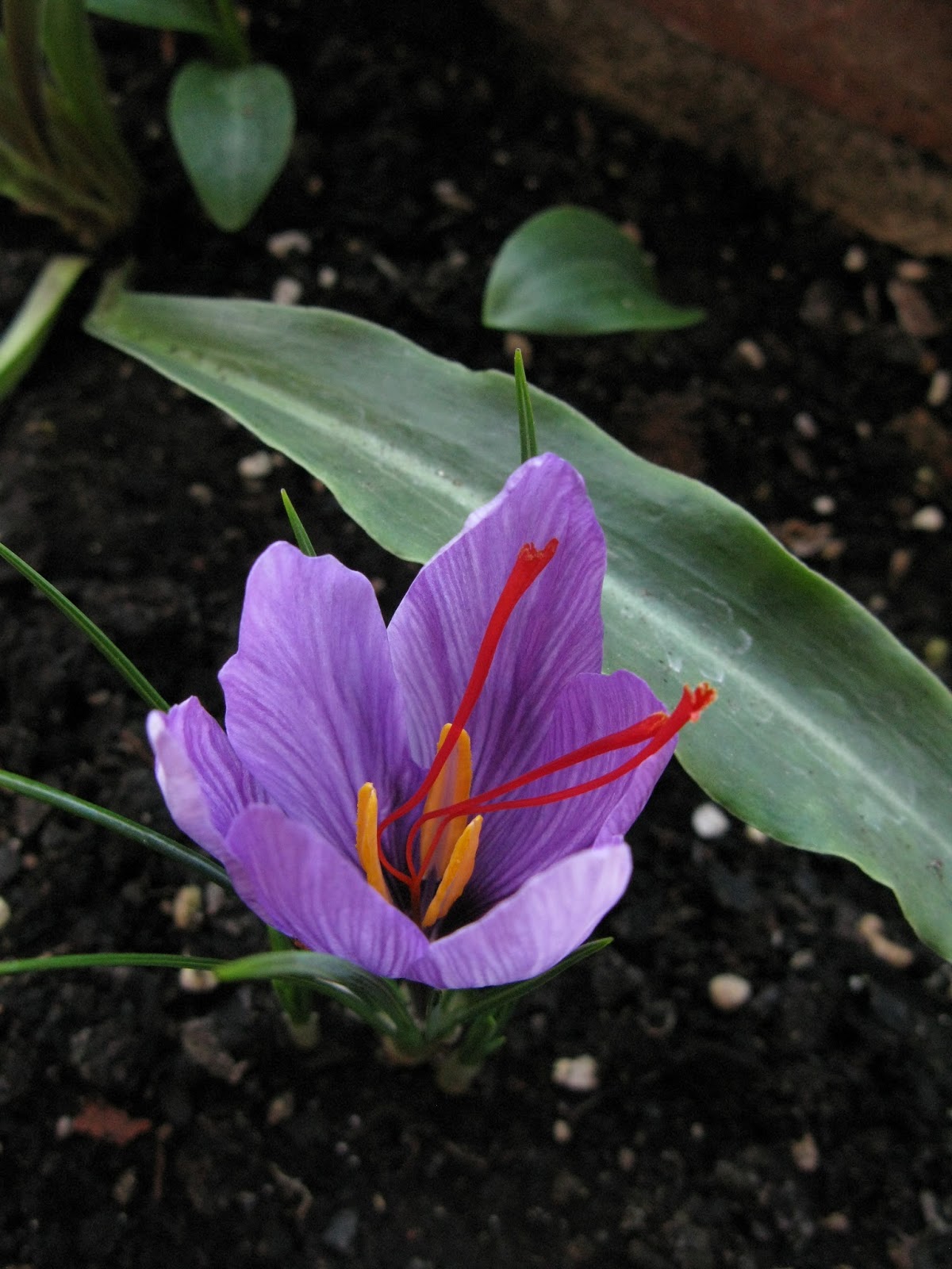 Flores y Palabras: Flores de azafrán