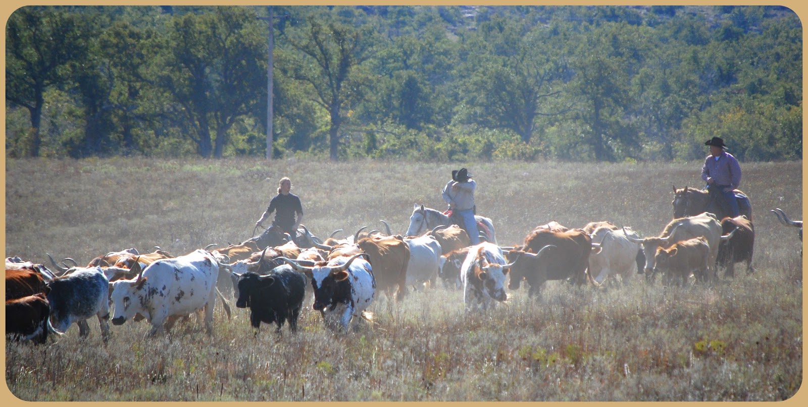 Shutterbugs Capturing the World Around Us: A Cattle Drive