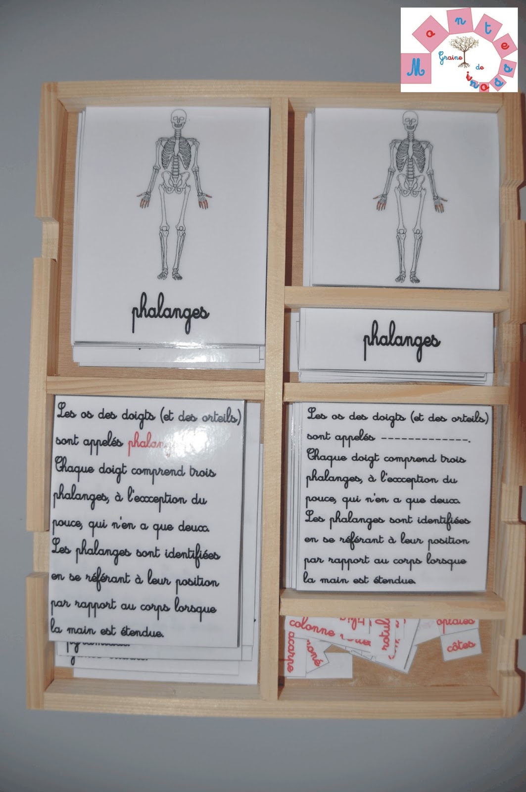 ma petite fabrique montessori: le corps humain