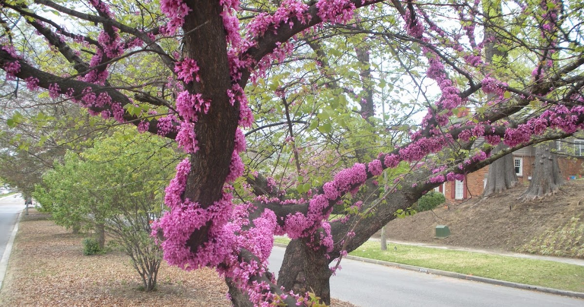 Memphis Trees: April Comes to Memphis