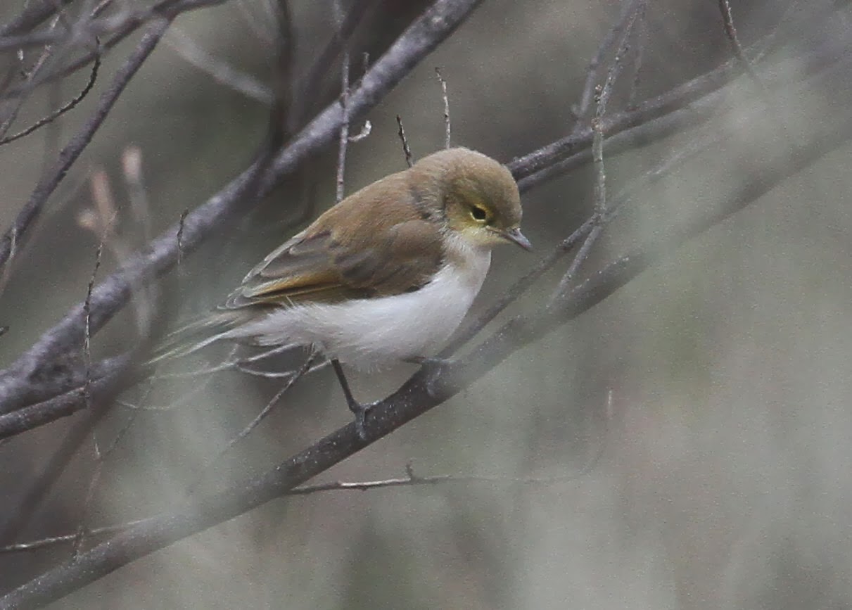 Richard Waring's Birds of Australia: Western Gerygone juvenile and ...