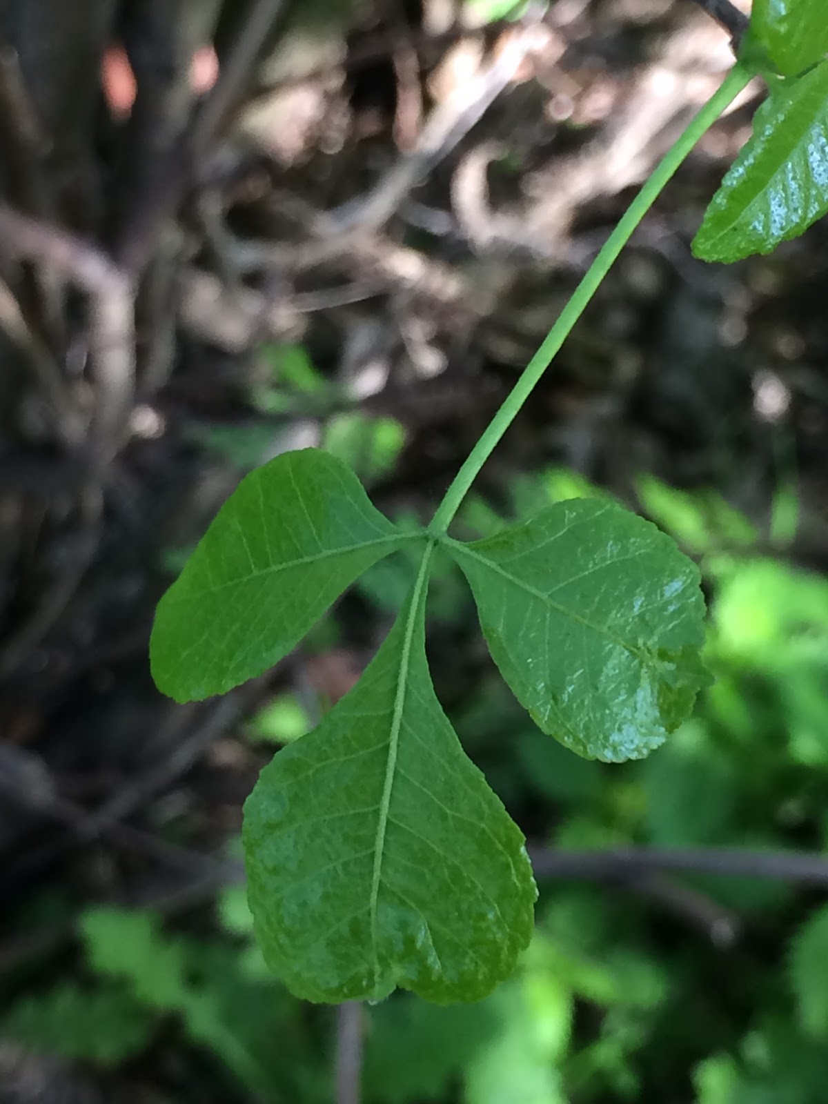 Plant Terminology : Compound Leaf Types