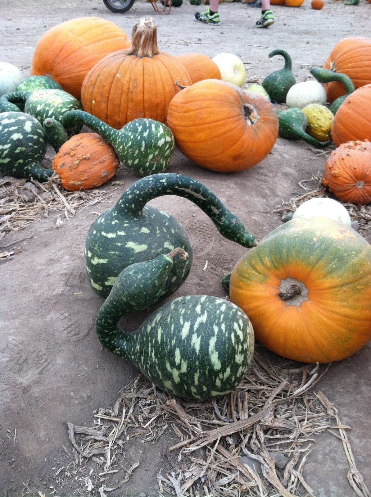 Dear Person Reading This,: Pumpkin Penis