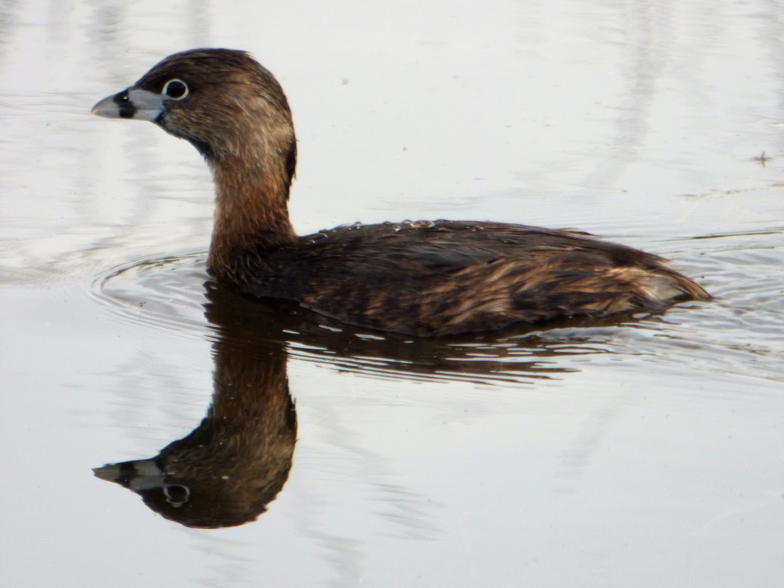 Geotripper's California Birds: For Pi Day, A Pied-billed Grebe at the ...