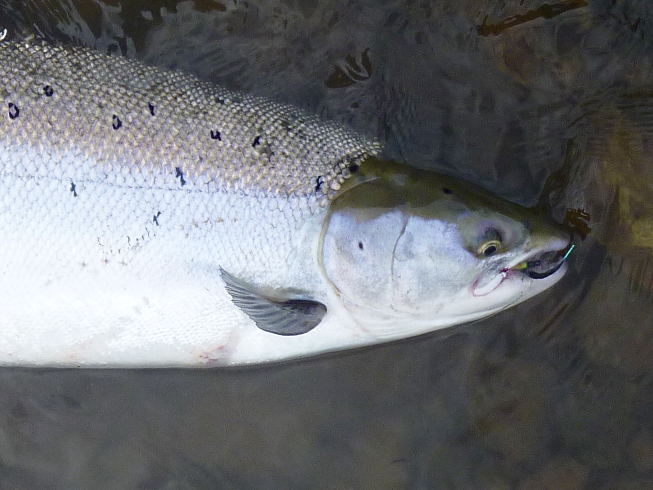 Atlantic Salmon Flies: Grand Cascapedia and Bonaventure: June 19-24, 2016