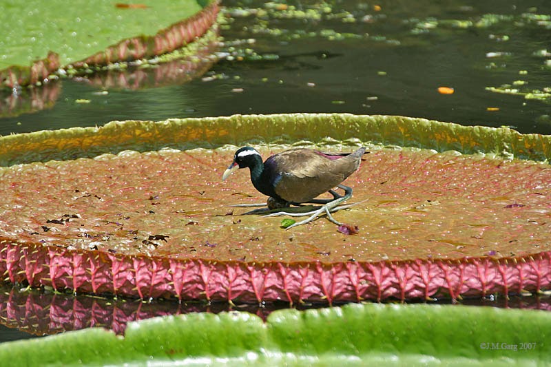 Alam Mengembang Jadi Guru: Teratai Raksasa (Victoria amazonica)