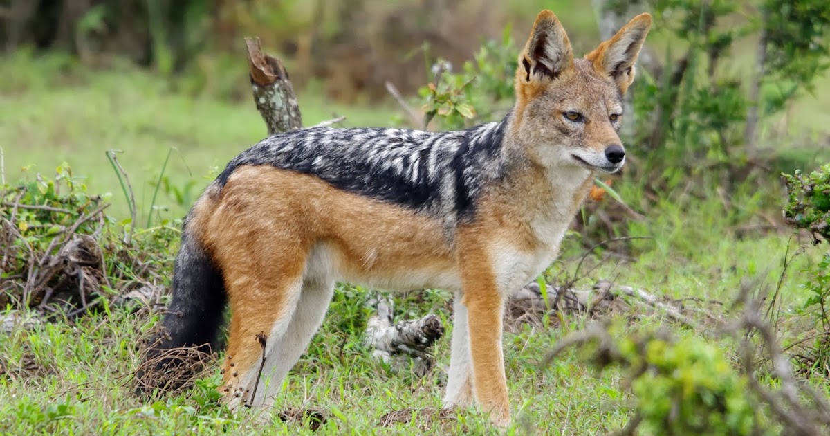 Desktop HD Wallpapers Free Downloads: Black-Blacked Jackal HD Wallpapers