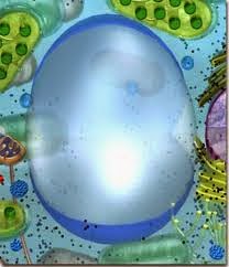 Cells-The Real Things: Vacuole